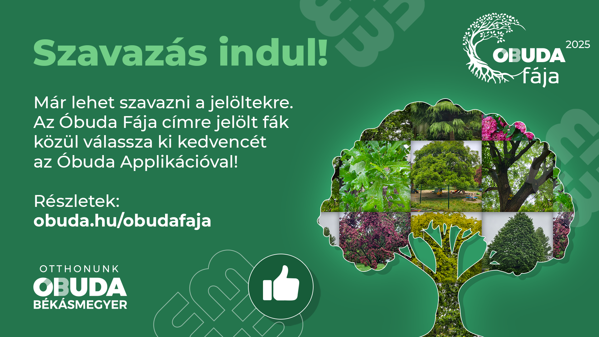 Óbuda Fája 2025 - Indul a szavazás, bemutatjuk a jelölteket! - Obuda.hu